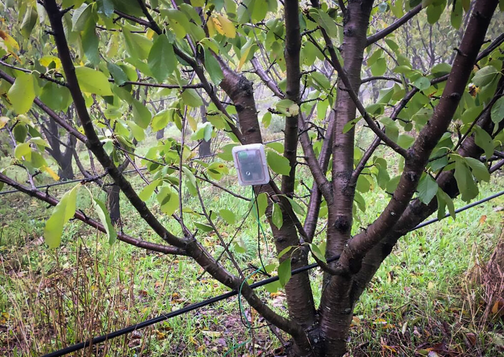 TEKTELIC | How LoRaWAN® Transforms Agricultural Practices